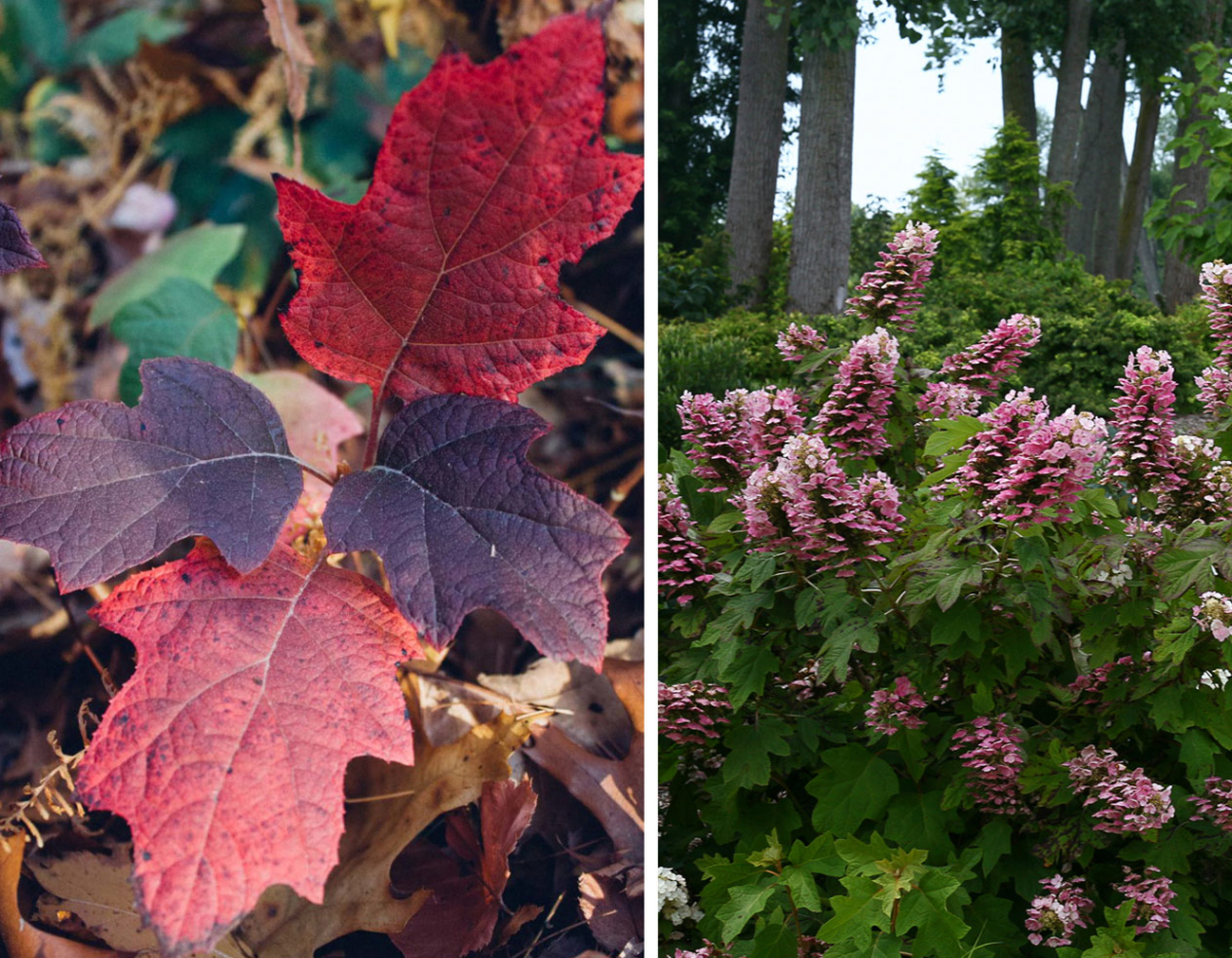 Loving Gatsby Pink® Oak Leaf Hydrangea - Proven Beauty
