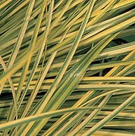 Water Garden - Proven Beauty