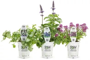 Thriller, Filler, Spiller - Proven Beauty