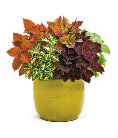 creative-combinations - Proven Beauty