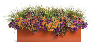 window-box-recipes - Proven Beauty