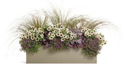 window-box-recipes - Proven Beauty