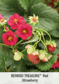 New Plants for 2019 - Proven Beauty