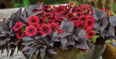 Supertunia Collection - Proven Beauty