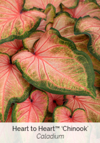 New For 2020 - Proven Beauty