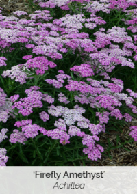 New For 2020 - Proven Beauty