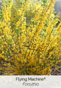 New For 2020 - Proven Beauty