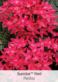 New For 2020 - Proven Beauty