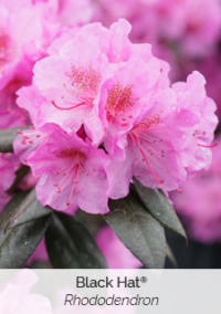 New For 2020 - Proven Beauty