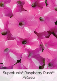 New For 2020 - Proven Beauty