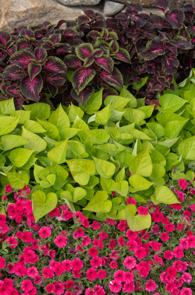 Mailbox Garden Recipe - Proven Beauty