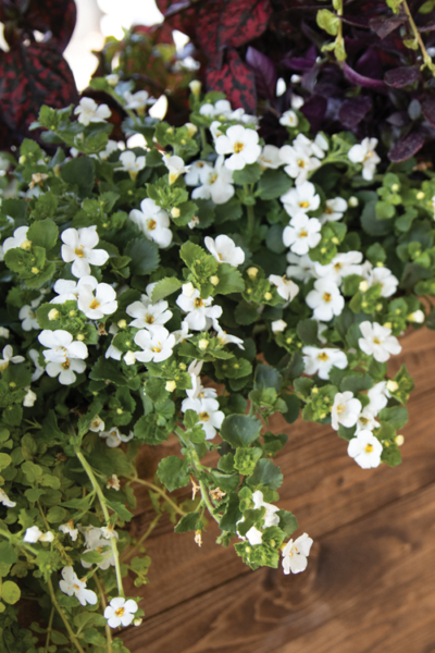 Privacy Wall Planters - Proven Beauty