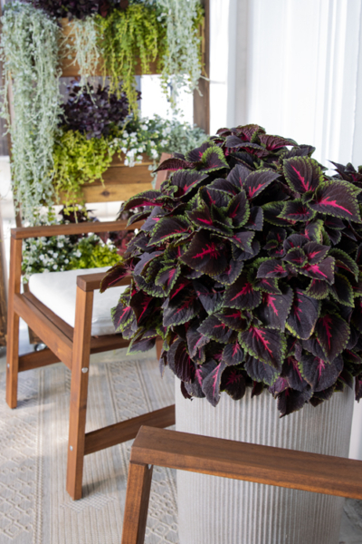 Privacy Wall Planters - Proven Beauty