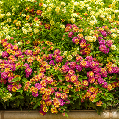 Guide to Sun Loving Plants - Proven Beauty