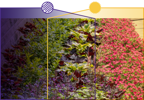 Sun Shade Dilemma - Proven Beauty