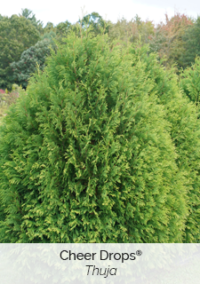 Bird Friendly Garden - Proven Beauty