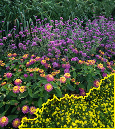 Guide to Sun Loving Plants - Proven Beauty