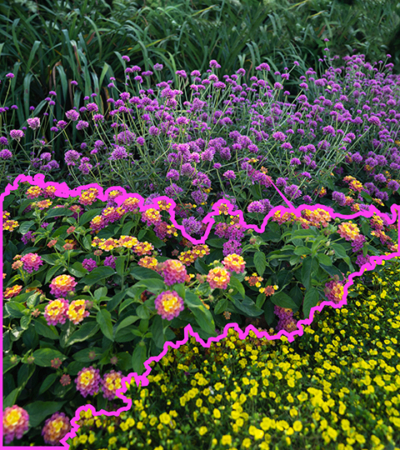 Guide to Sun Loving Plants - Proven Beauty