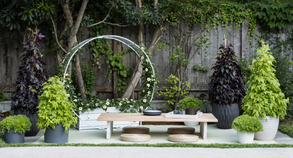 Container Trellising - Proven Beauty