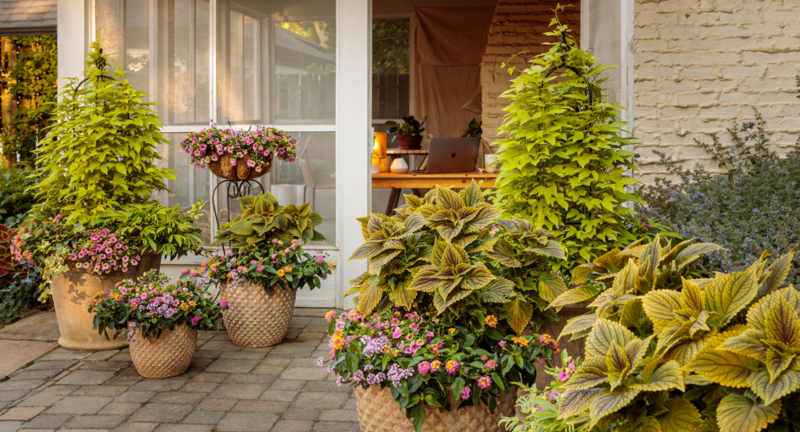 Container Trellising - Proven Beauty