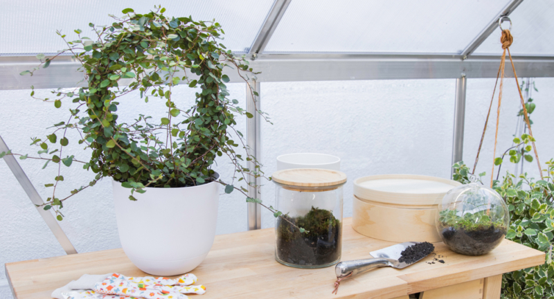 Container Trellising - Proven Beauty