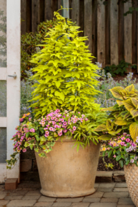 Container Trellising - Proven Beauty