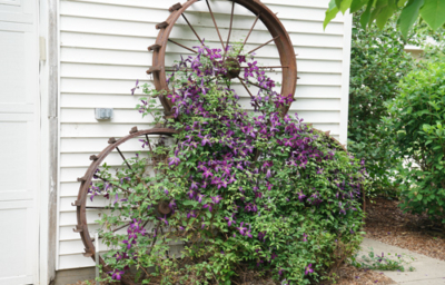 Container Trellising - Proven Beauty