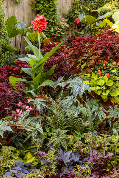 Tropical Shade Garden - Proven Beauty
