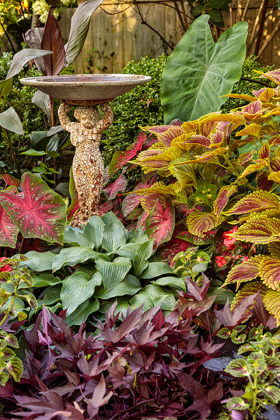 Tropical Shade Garden - Proven Beauty