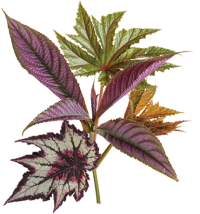 Cut Flower Guide - Proven Beauty